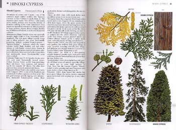 Collins Tree Guide by Owen Johnson, David More | Waterstones